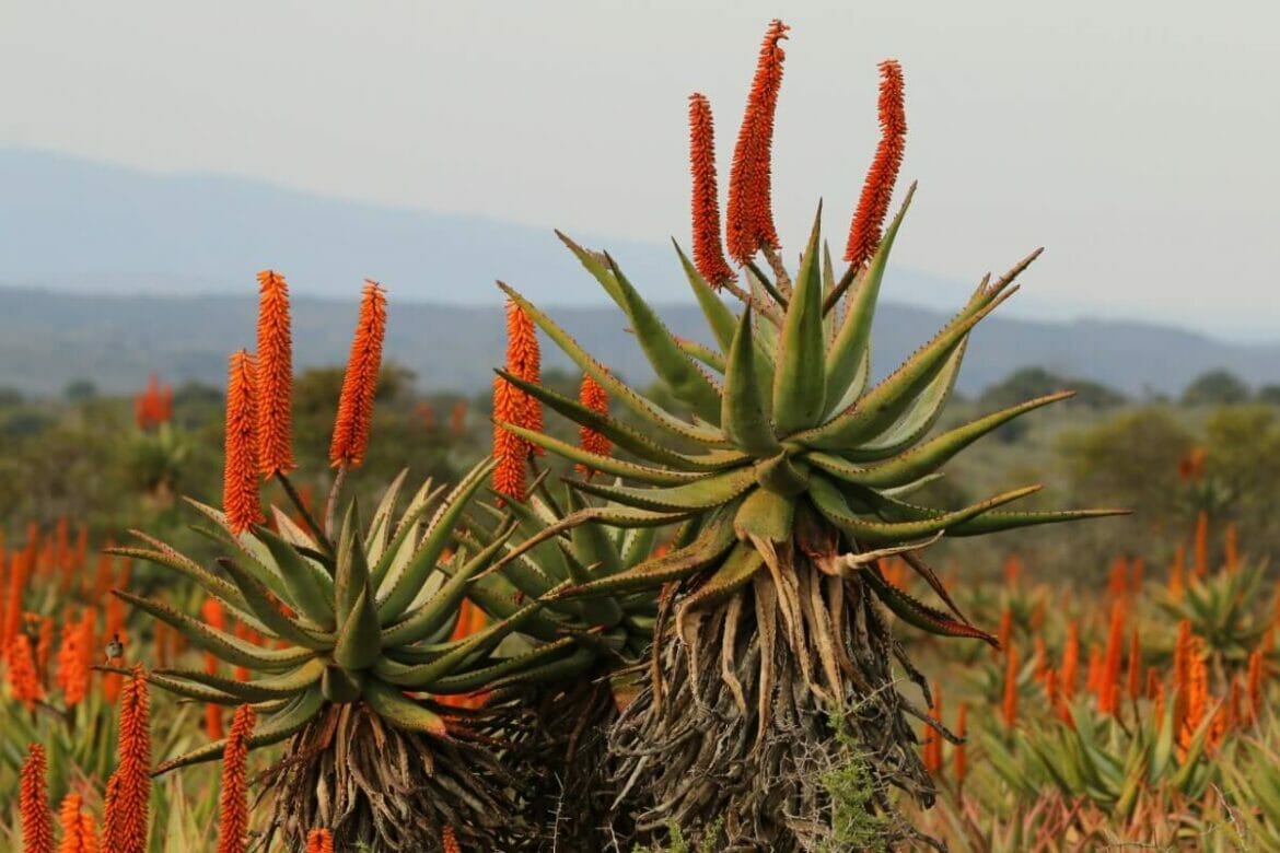 50 Native African Flowers and Plants to Admire - Petal Republic