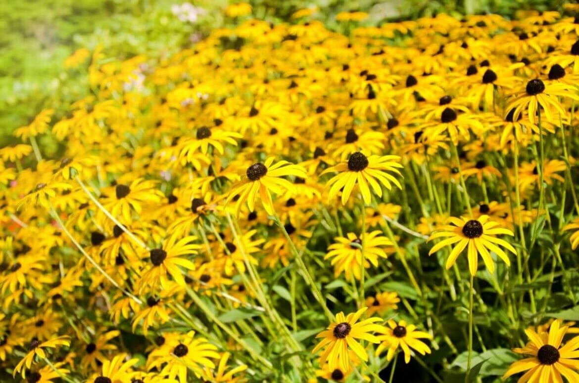 40 Native Michigan Flowers and Wildflowers - Petal Republic