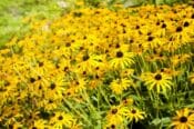 40 Michigan Native Flowers & Wildflowers - Petal Republic