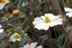 40 Stunning Native Texas Flowers and Wildflowers - Petal Republic