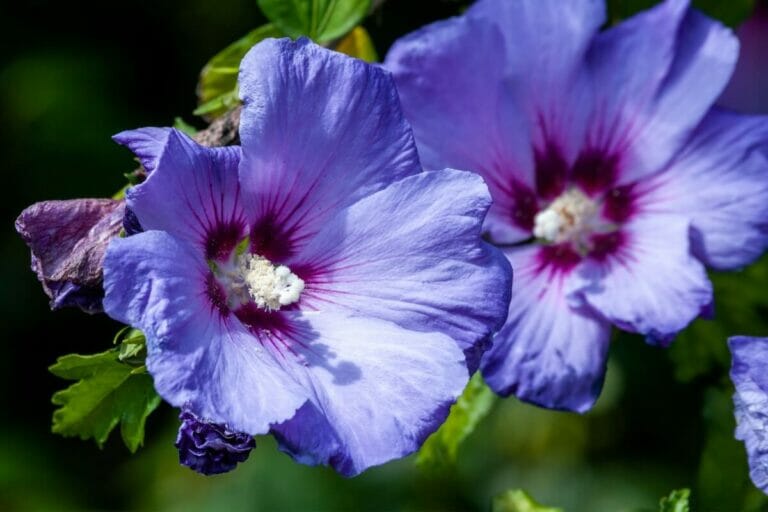 14 Stunning Varieties of Purple Hibiscus - Petal Republic