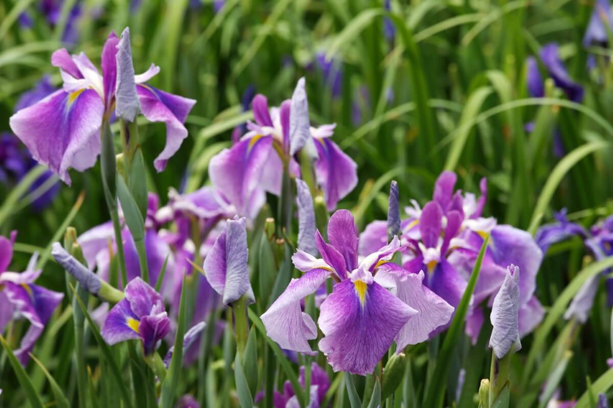 40 North Carolina Native Flowers and Wildflowers to Admire - Petal Republic