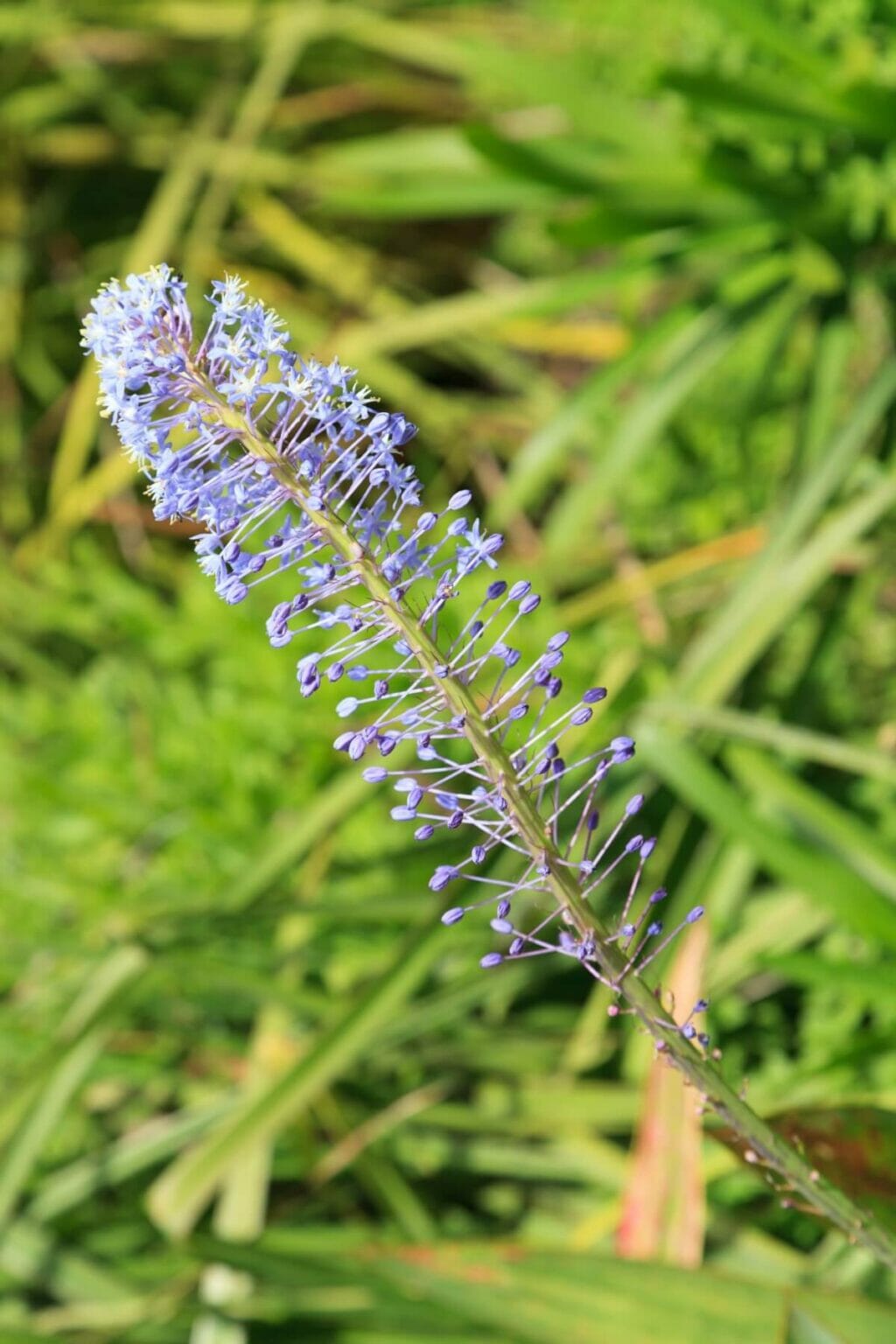 50 Native African Flowers and Plants to Admire - Petal Republic