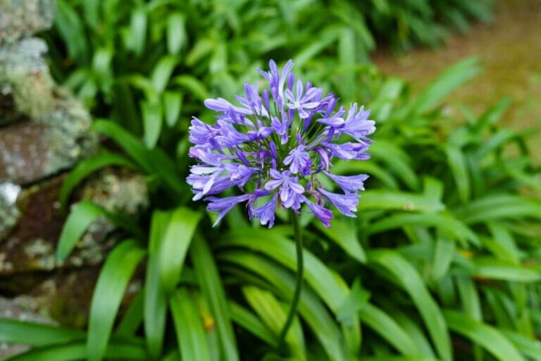 50 Native African Flowers and Plants to Admire - Petal Republic