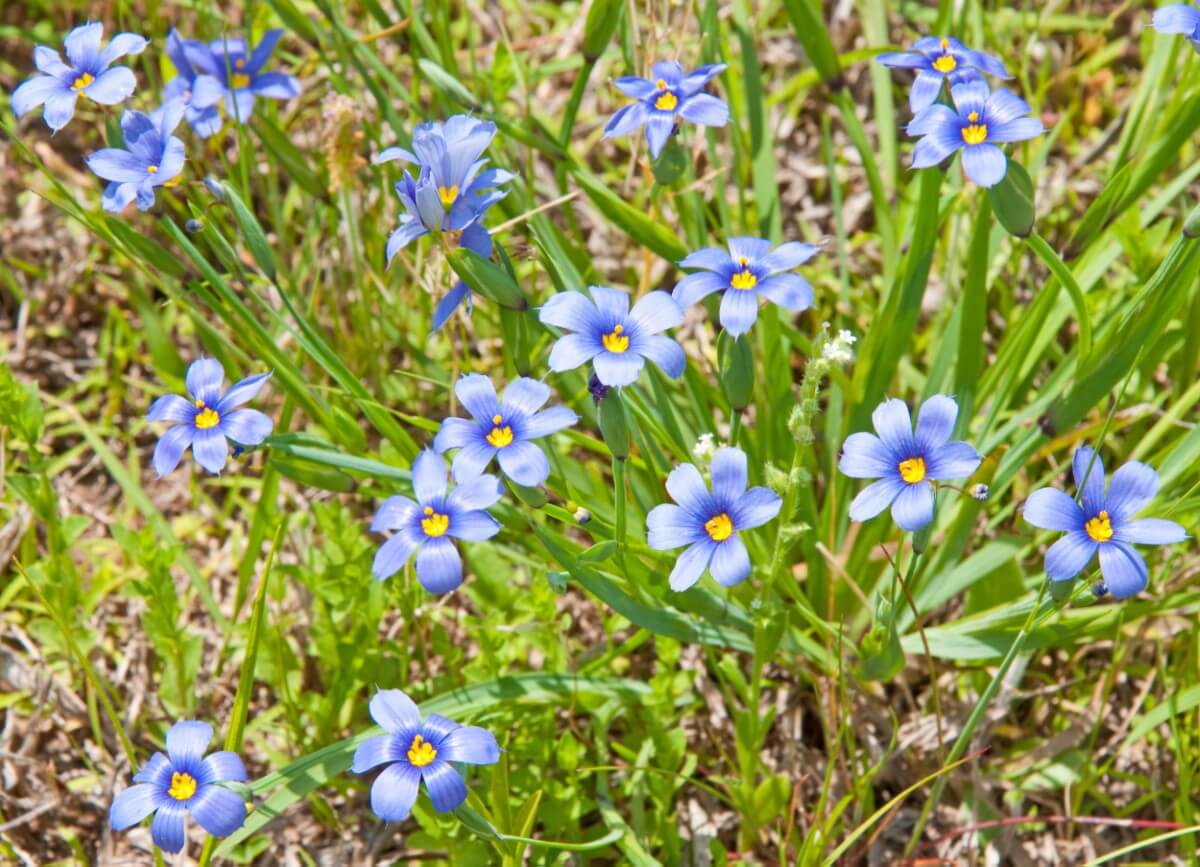 40 North Carolina Native Flowers and Wildflowers to Admire - Petal Republic