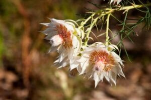 50 Stunning Native African Flowers and Wildflowers - Petal Republic