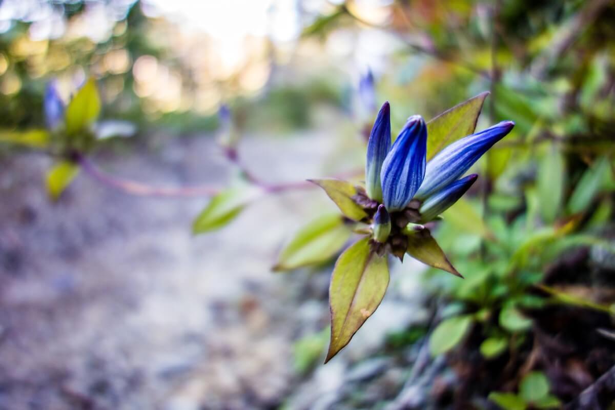 40 Native Michigan Flowers and Wildflowers - Petal Republic