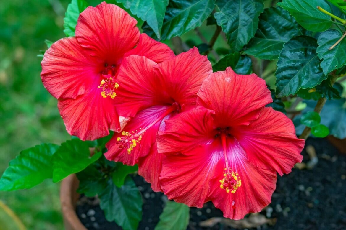 How to Grow Hibiscus in Pots and Containers - Petal Republic