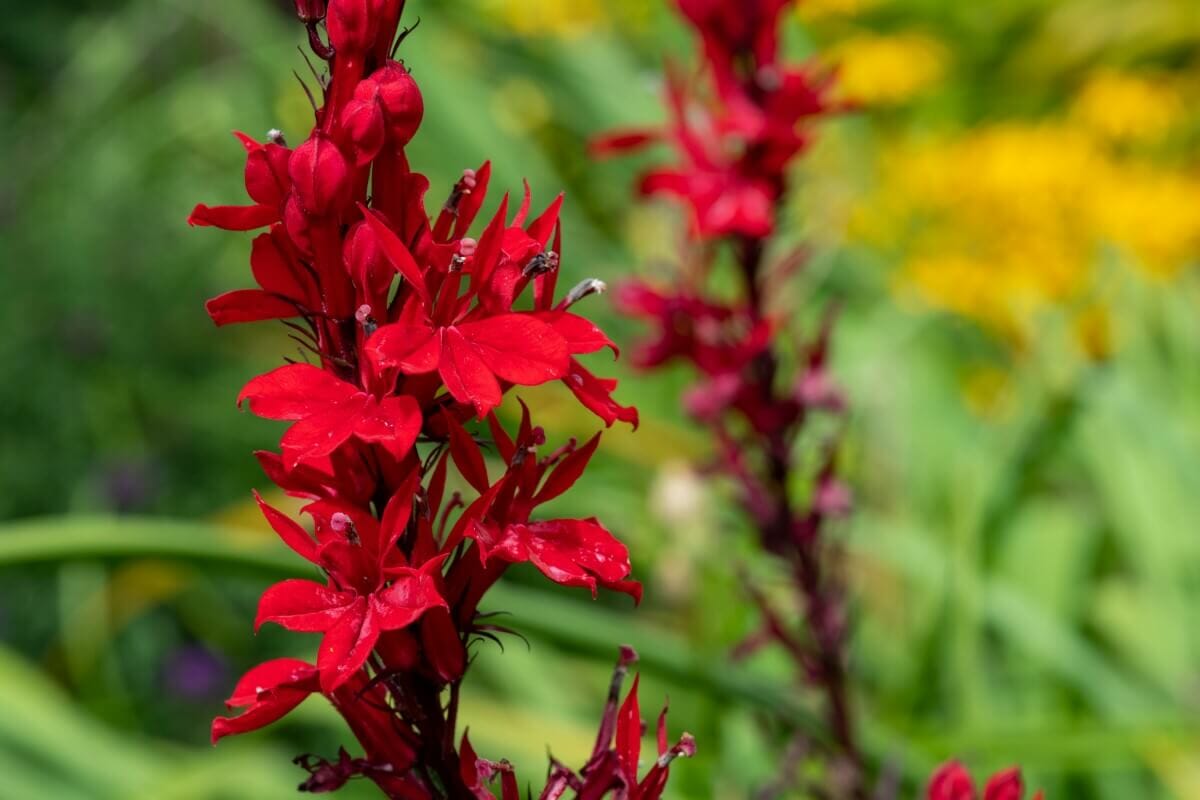 40 North Carolina Native Flowers and Wildflowers to Admire - Petal Republic