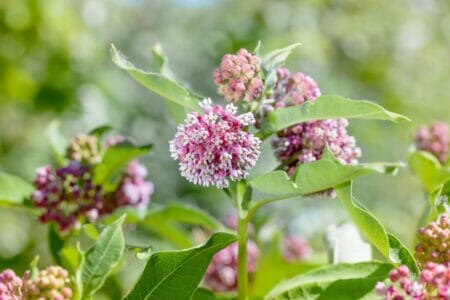 40 North Carolina Native Flowers & Wildflowers - Petal Republic