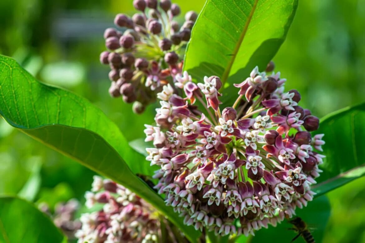 40 Native Michigan Flowers and Wildflowers - Petal Republic