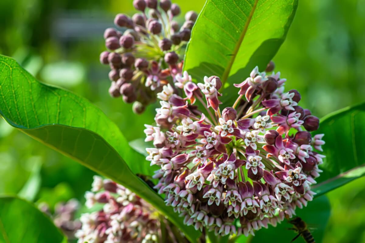 40 Native Michigan Flowers and Wildflowers - Petal Republic