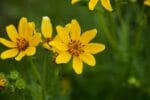 40 Stunning Native Texas Flowers and Wildflowers - Petal Republic
