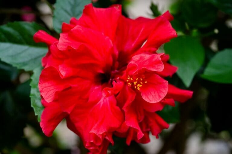 14 Beautiful Types of Red Hibiscus Flowers - Petal Republic