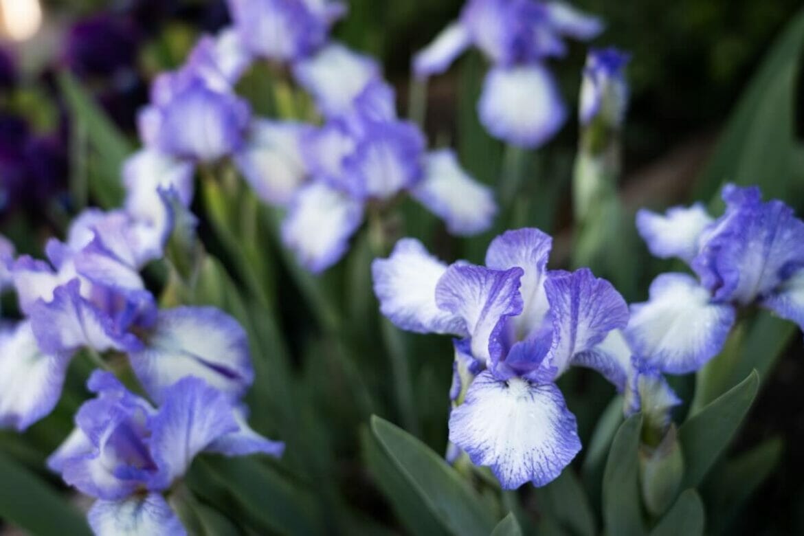 40 Native Michigan Flowers and Wildflowers - Petal Republic