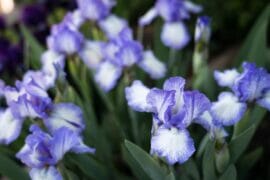 Pure Michigan: 40 Native Flowers & Wildflowers that Define the State ...