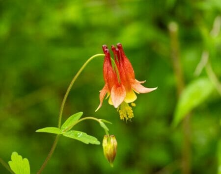 40 Stunning North Carolina Native Flowers & Wildflowers - Petal Republic