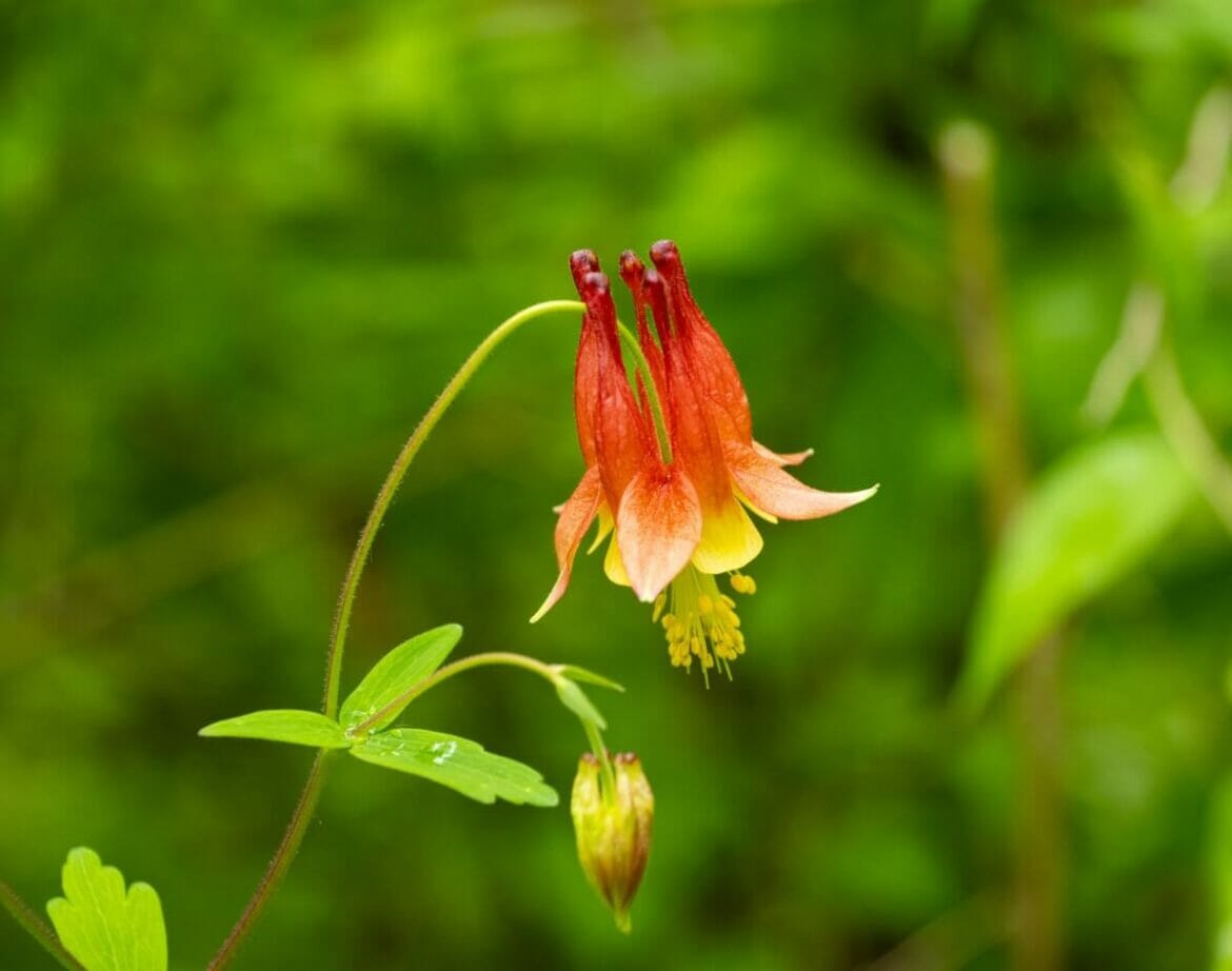40 Native Michigan Flowers and Wildflowers - Petal Republic