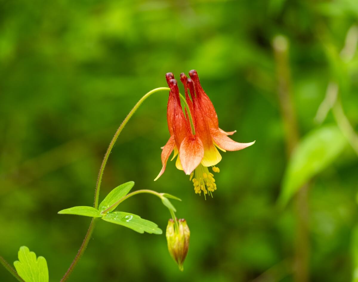 40 Native Michigan Flowers and Wildflowers - Petal Republic