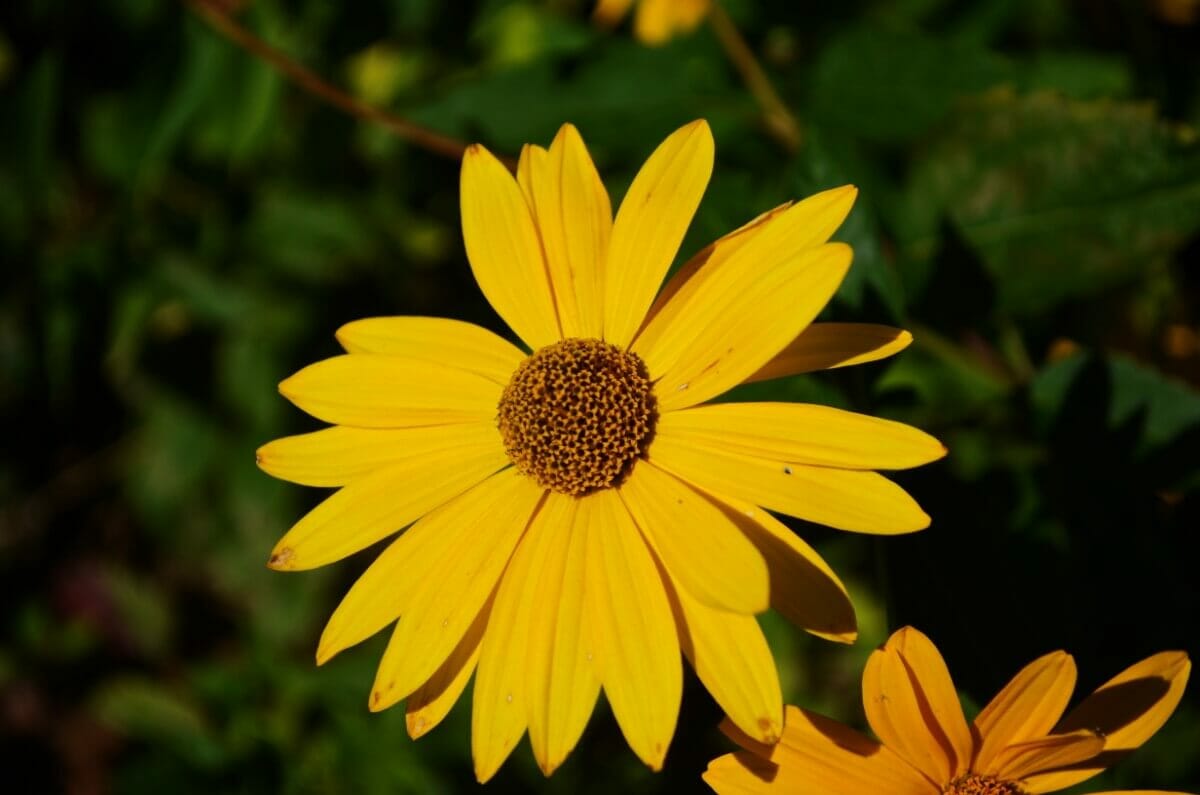 40 Native Michigan Flowers and Wildflowers - Petal Republic