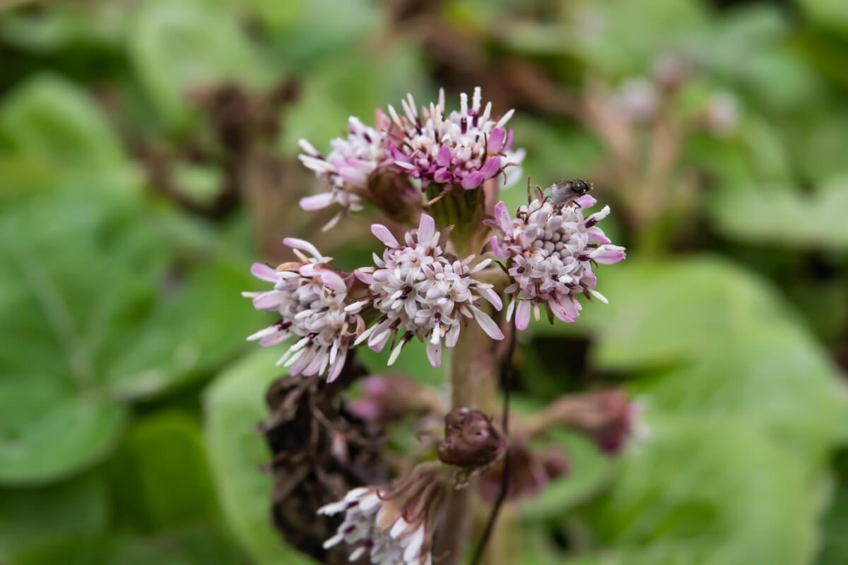 40 Native Texas Flowers and Wildflowers - Petal Republic