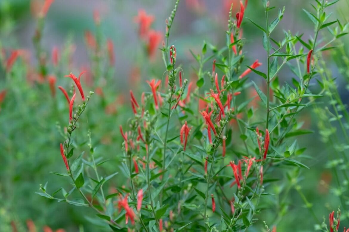 40 Native Texas Flowers and Wildflowers - Petal Republic