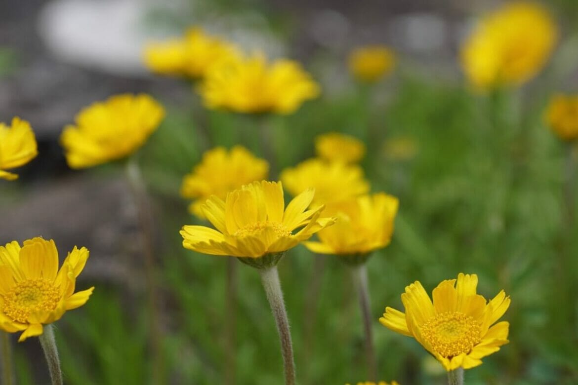40 Native Texas Flowers and Wildflowers - Petal Republic