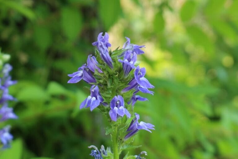 40 Native Michigan Flowers and Wildflowers - Petal Republic