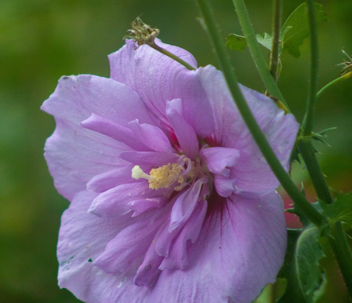 14 Stunning Varieties of Purple Hibiscus - Petal Republic