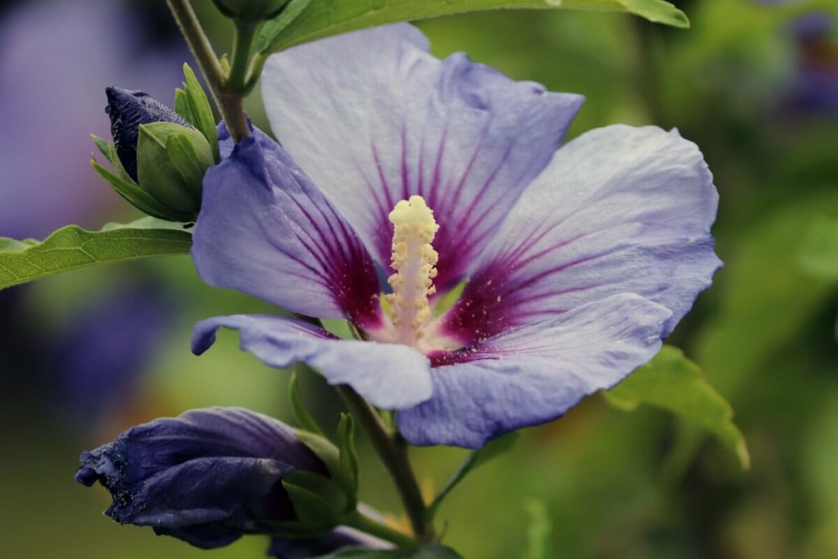 14 Stunning Varieties of Purple Hibiscus - Petal Republic