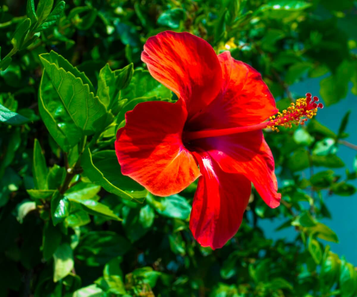 32 Remarkable Hibiscus Uses and Benefits - Petal Republic