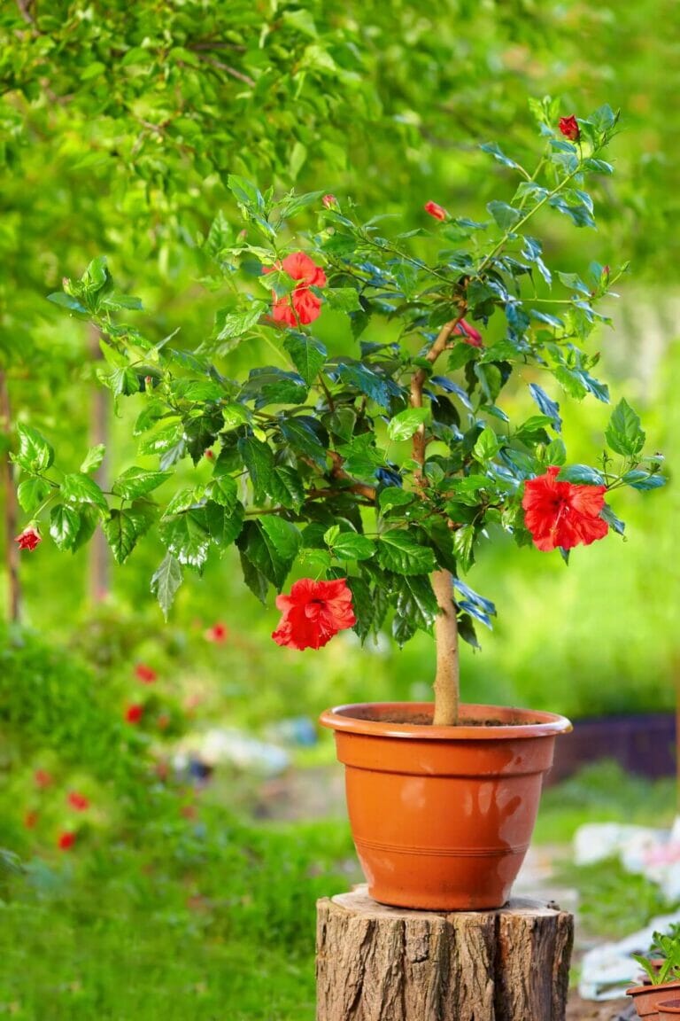 How to Grow Hibiscus in Pots and Containers - Petal Republic