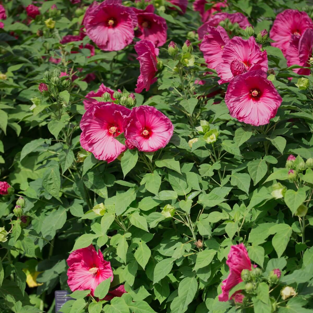 14 Stunning Varieties of Purple Hibiscus - Petal Republic