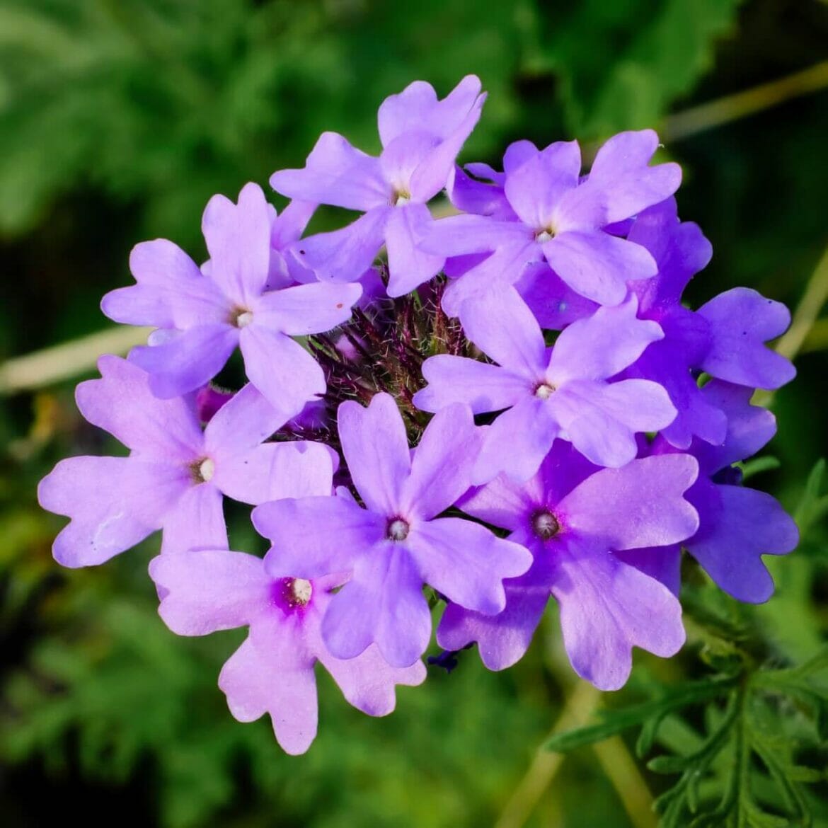 29 Best Annuals for Full Sun Exposed Gardens - Petal Republic