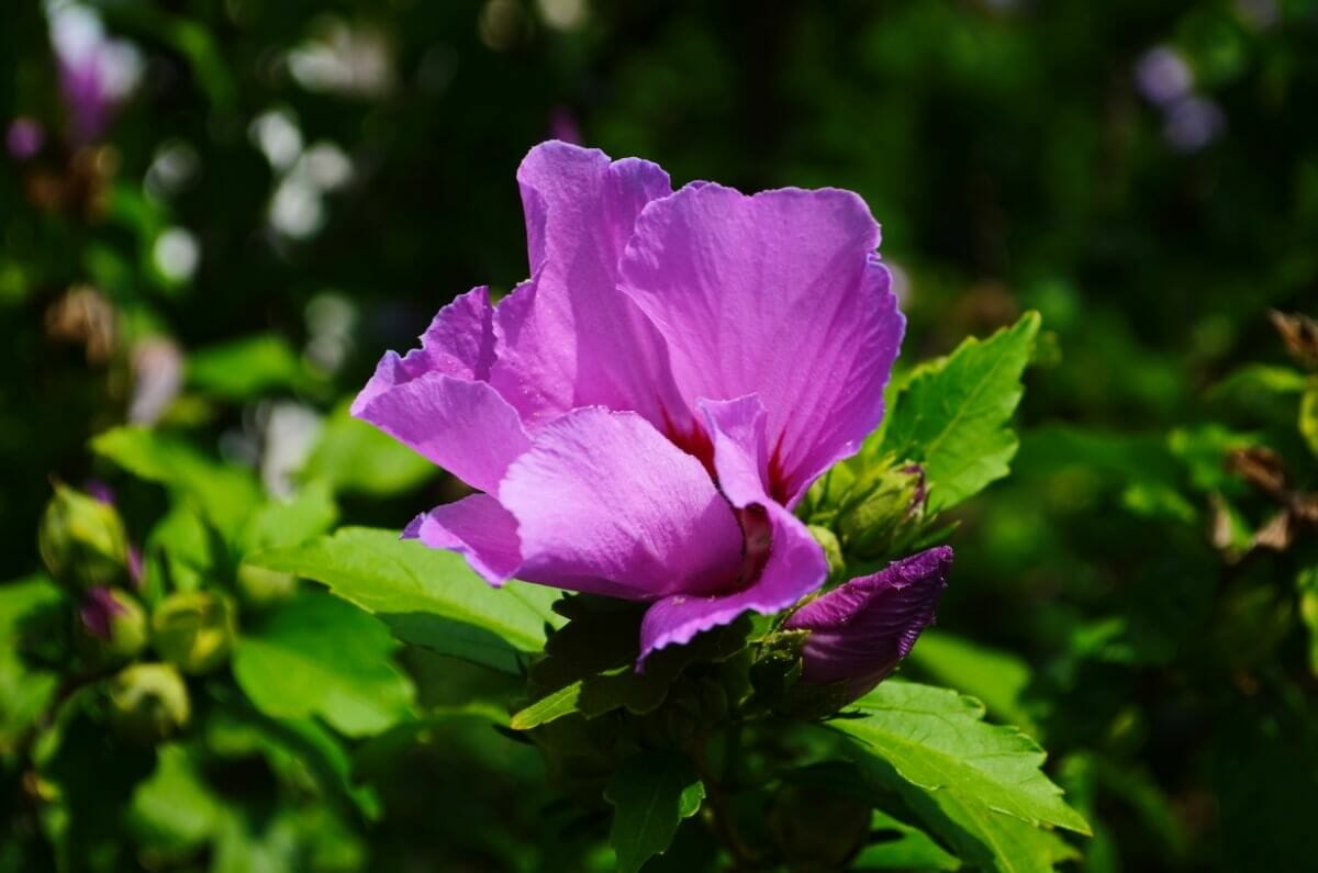 14 Stunning Varieties of Purple Hibiscus - Petal Republic