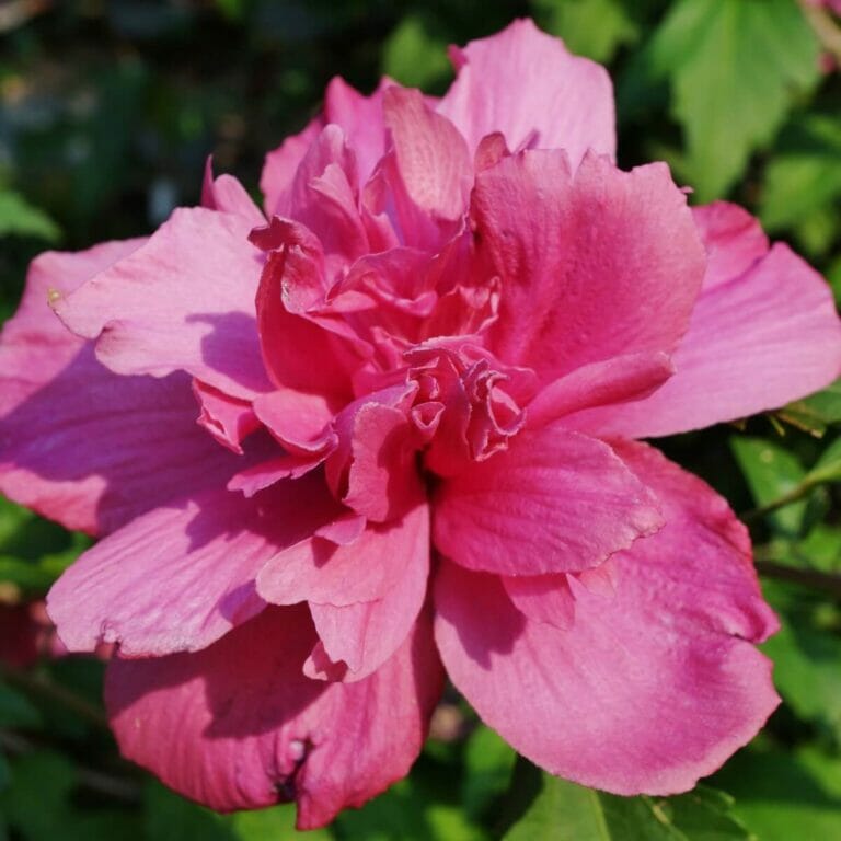 14 Stunning Varieties of Purple Hibiscus - Petal Republic
