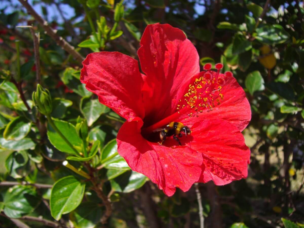 14 Beautiful Types of Red Hibiscus Flowers - Petal Republic