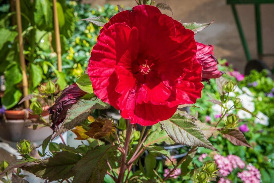 14 Beautiful Types of Red Hibiscus Flowers - Petal Republic