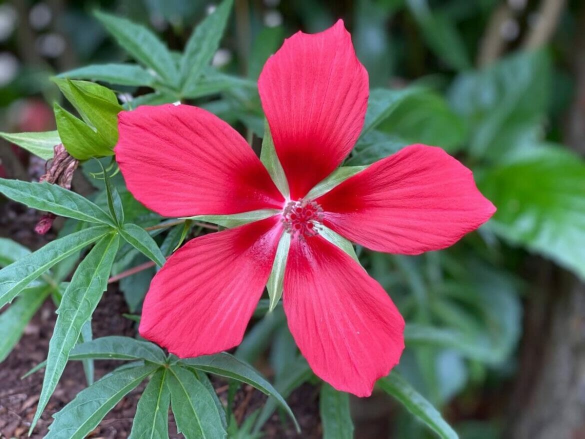 14 Beautiful Types of Red Hibiscus Flowers - Petal Republic
