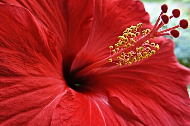 14 Beautiful Types of Red Hibiscus Flowers - Petal Republic