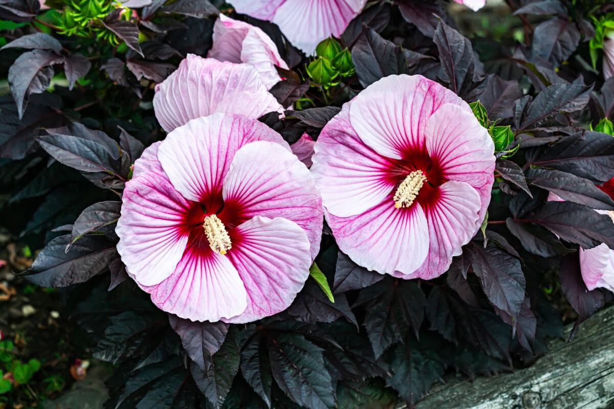 14 Stunning Varieties of Purple Hibiscus - Petal Republic