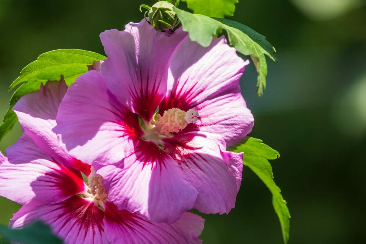 Hardy Hibiscus Care: Grow a Garden Showstopper - Petal Republic