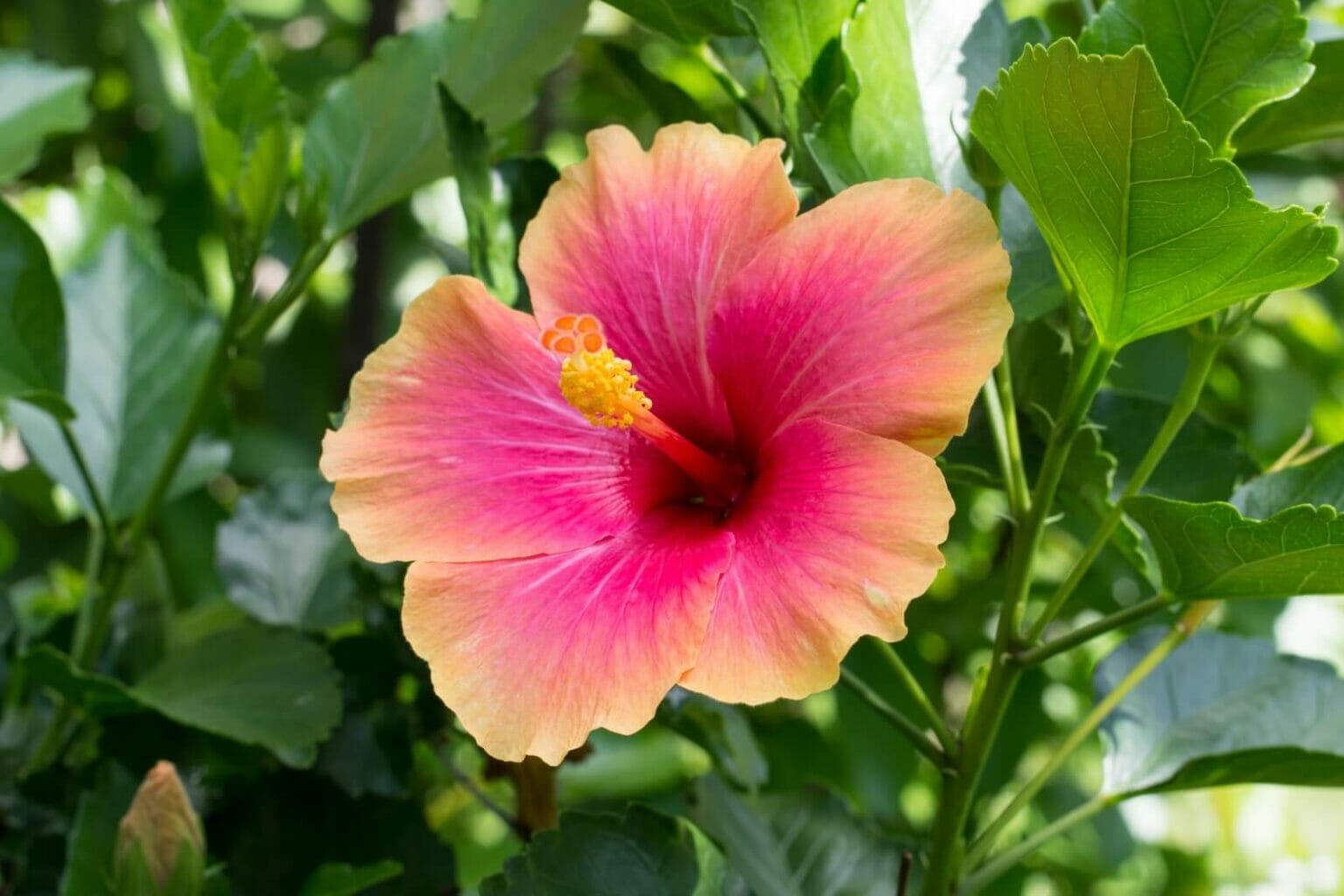 Tropical Hibiscus Plant Care and Essential Growing Tips - Petal Republic