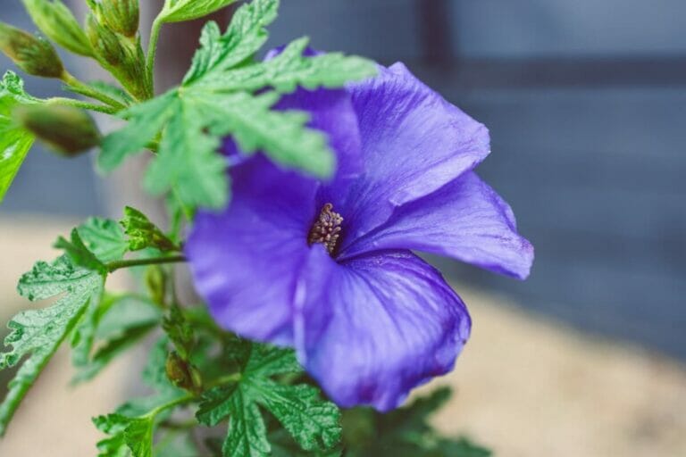 14 Beautiful Types of Purple Hibiscus Flowers - Petal Republic