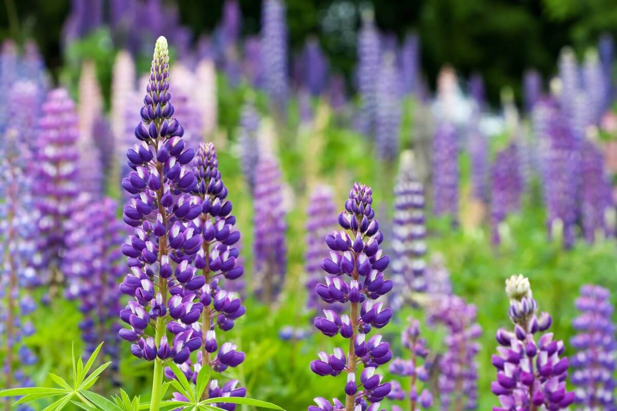 A Guide to the Various Types of Perennial Flowers - Petal Republic