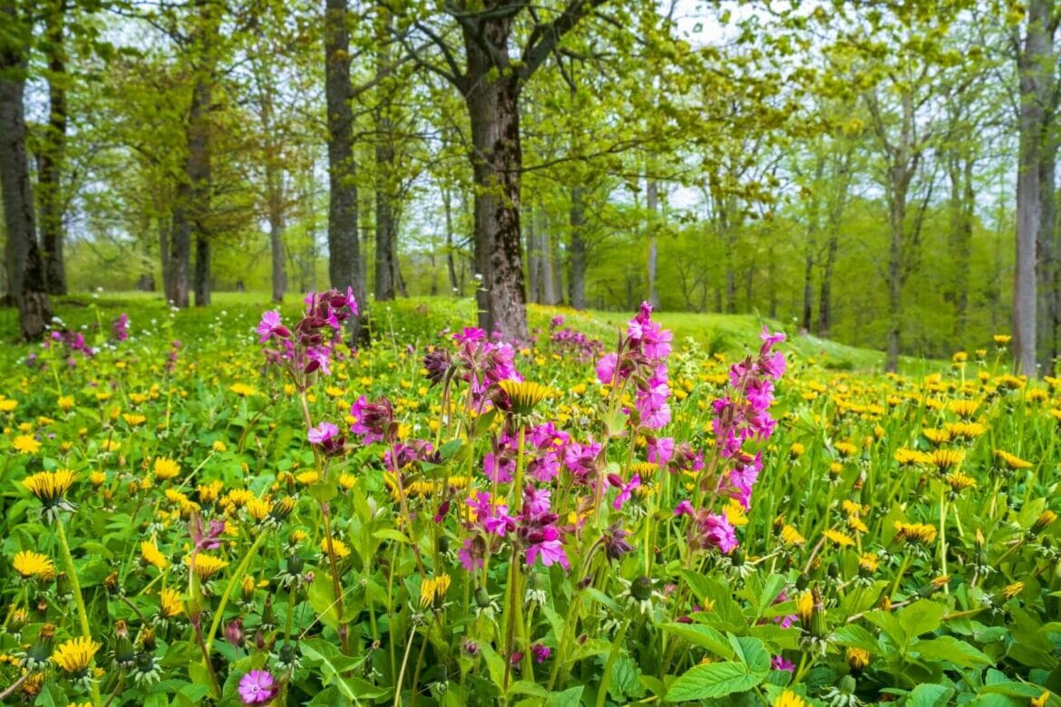 50 British Native Flowers and Wildflowers - Petal Republic
