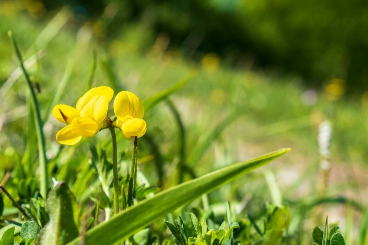 50 Stunning British Native Wildflowers - Petal Republic