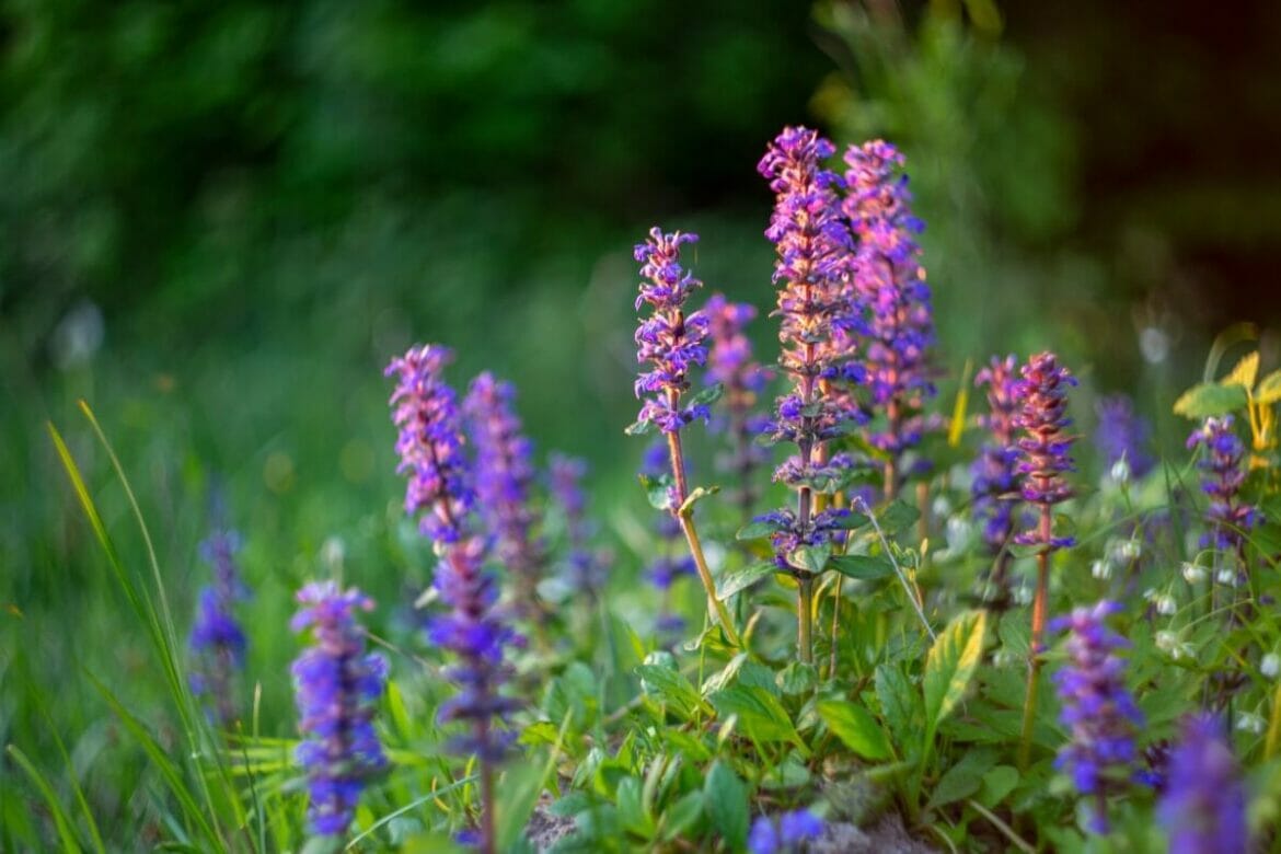 50 Stunning British Native Wildflowers - Petal Republic