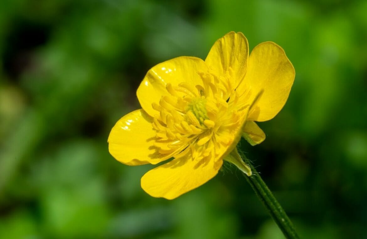 50 Stunning British Native Wildflowers - Petal Republic