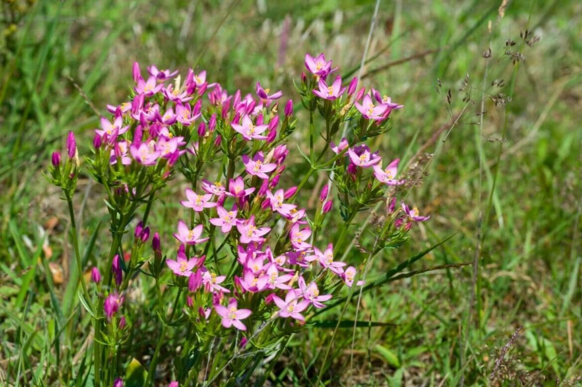 50 Stunning British Native Wildflowers - Petal Republic